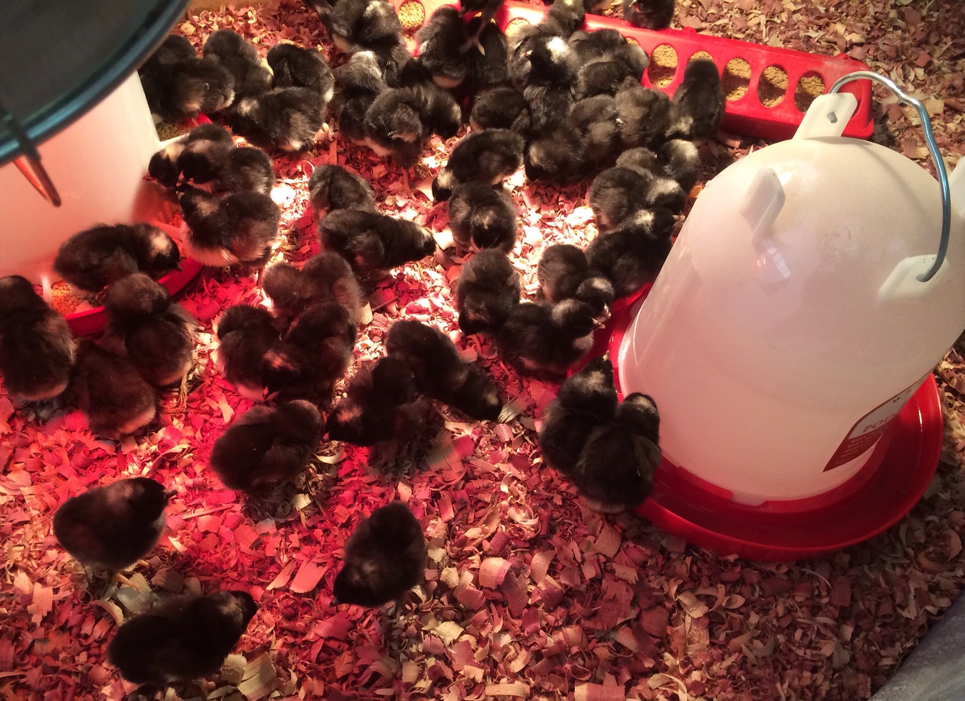 Order Chicks from a Hatchery v. Buy From a Local Farm (Like Us!)